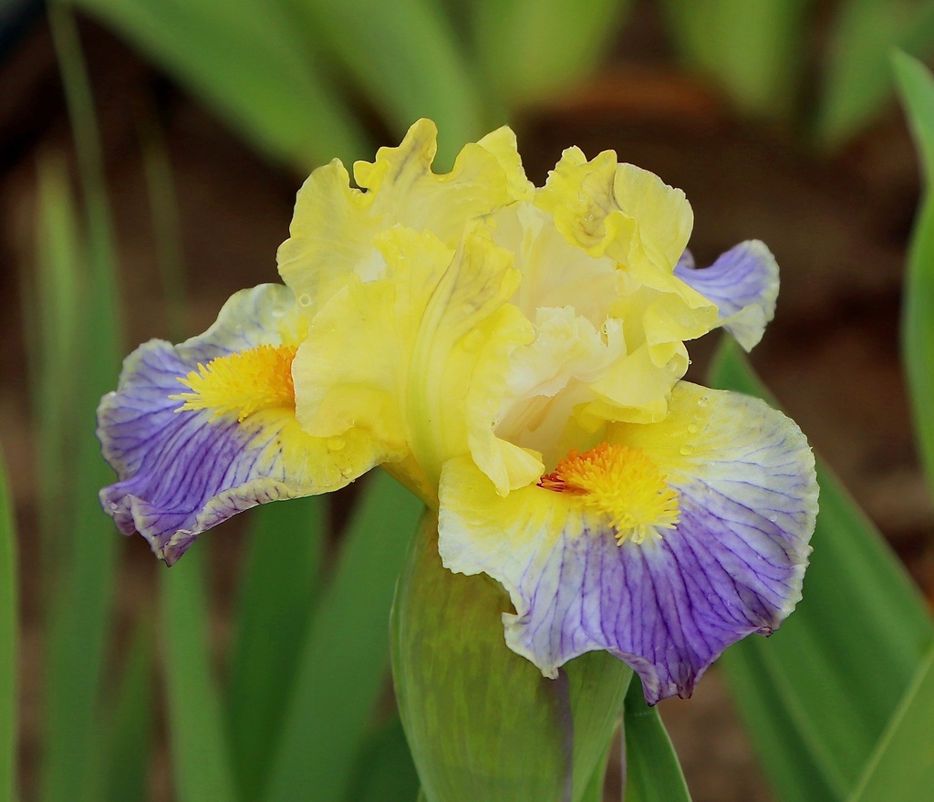 i-m-in-love-mid-america-garden